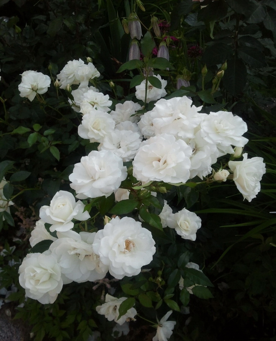 Роза `Шневитхен`, Rosa (F) `Schneewittchen` | СадПарад